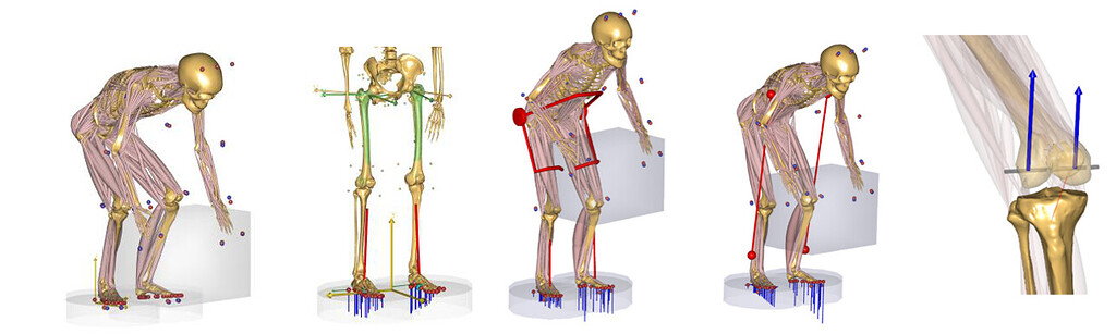 AnyBody Modeling System 7.4 released 🎉 - Announcements - AnyScript forum