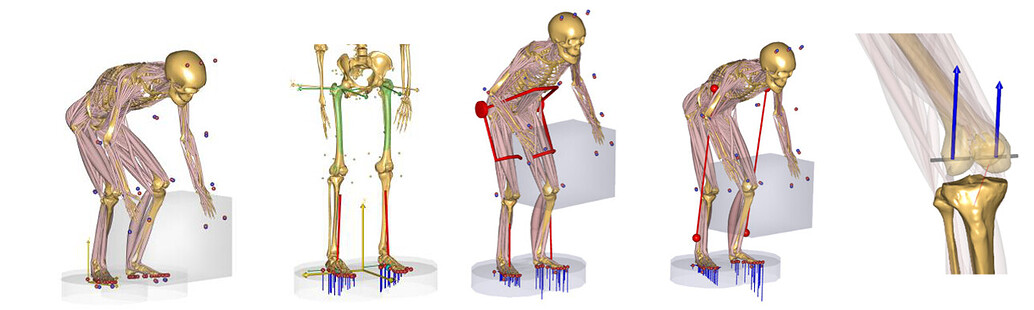 AnyBody Modeling System 7.4 released 🎉 - Announcements - AnyScript forum